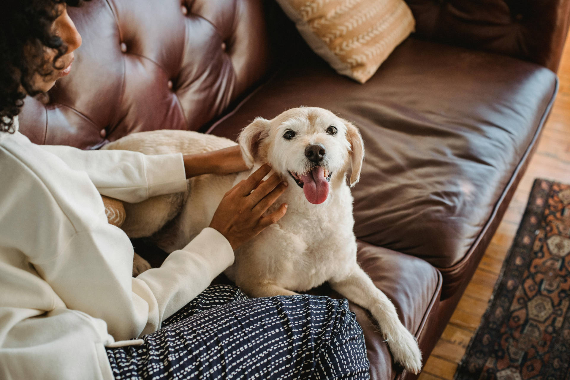 Die Hundehaltung - Tipps wenn ein Hund einzieht!